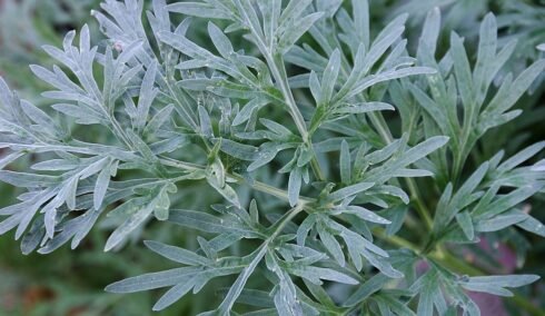 Pelinul: Beneficii, Proprietati Terapeutice si Mod de Utilizare | Bionutris