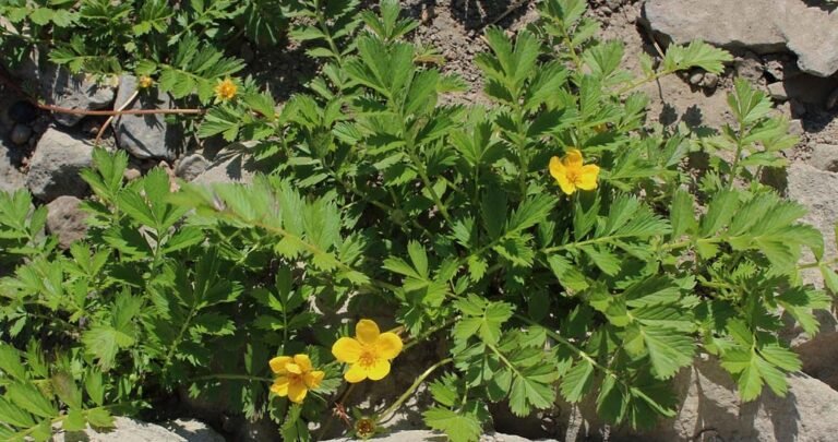 Coada racului: Beneficii, Proprietati Terapeutice si Mod de Utilizare ...